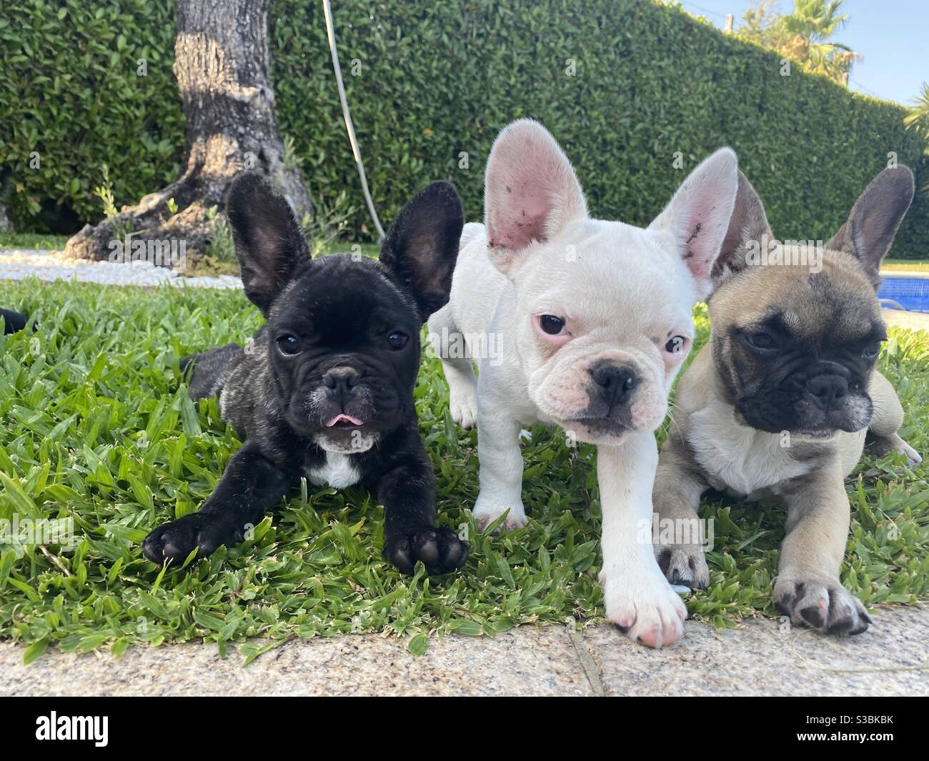 Family photo French Bulldogs puppies Stock Photo - Alamy