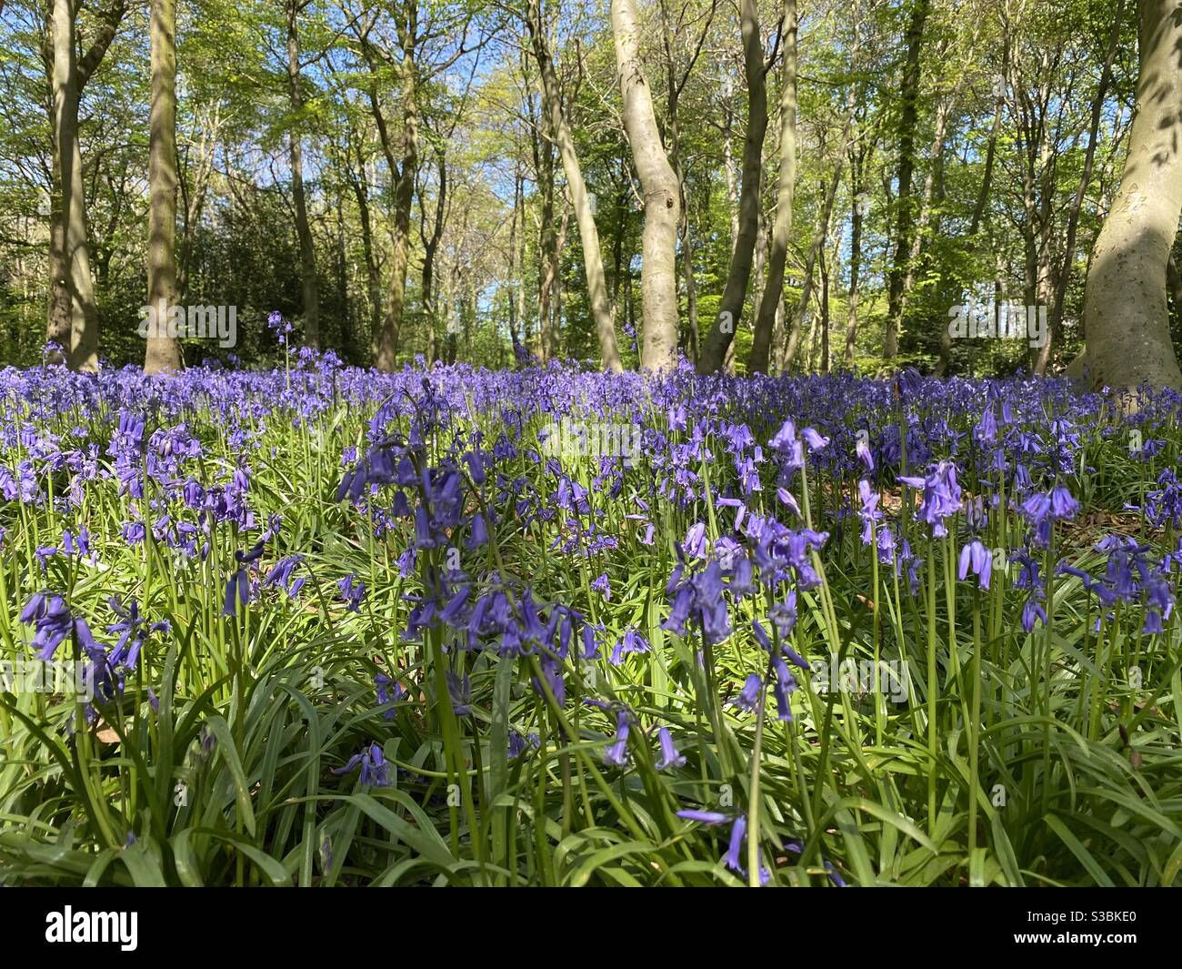 Bluebells in the forest Stock Photo - Alamy