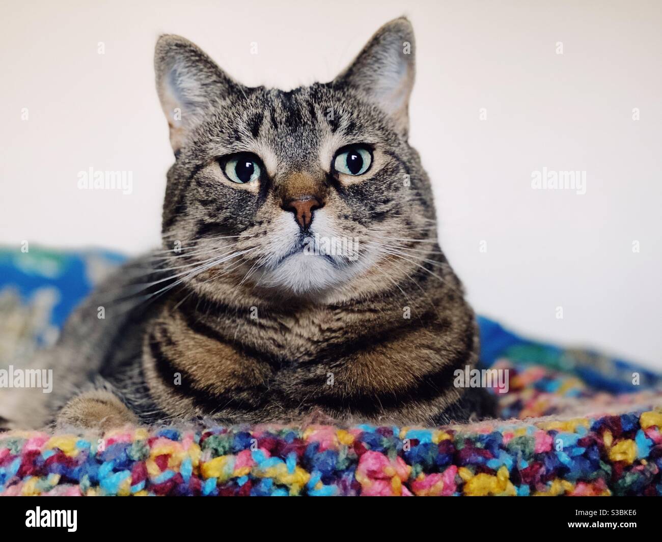 Worried cat hi-res stock photography and images - Alamy