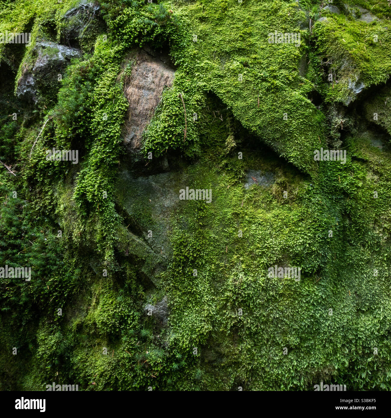 Moss covered rock garden hi-res stock photography and images - Alamy