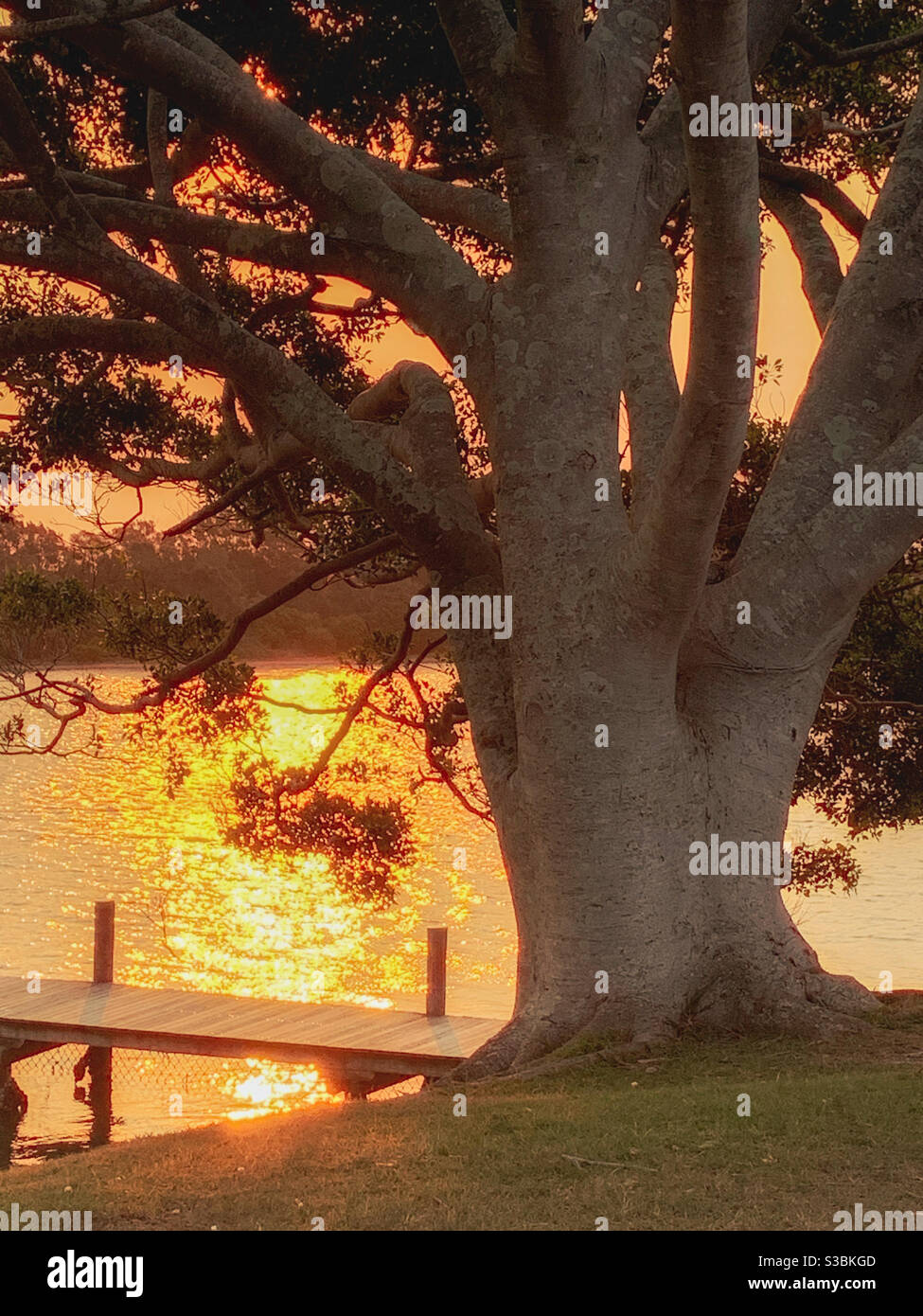 A big old tree by the river, sunset reflecting golden on the water ...