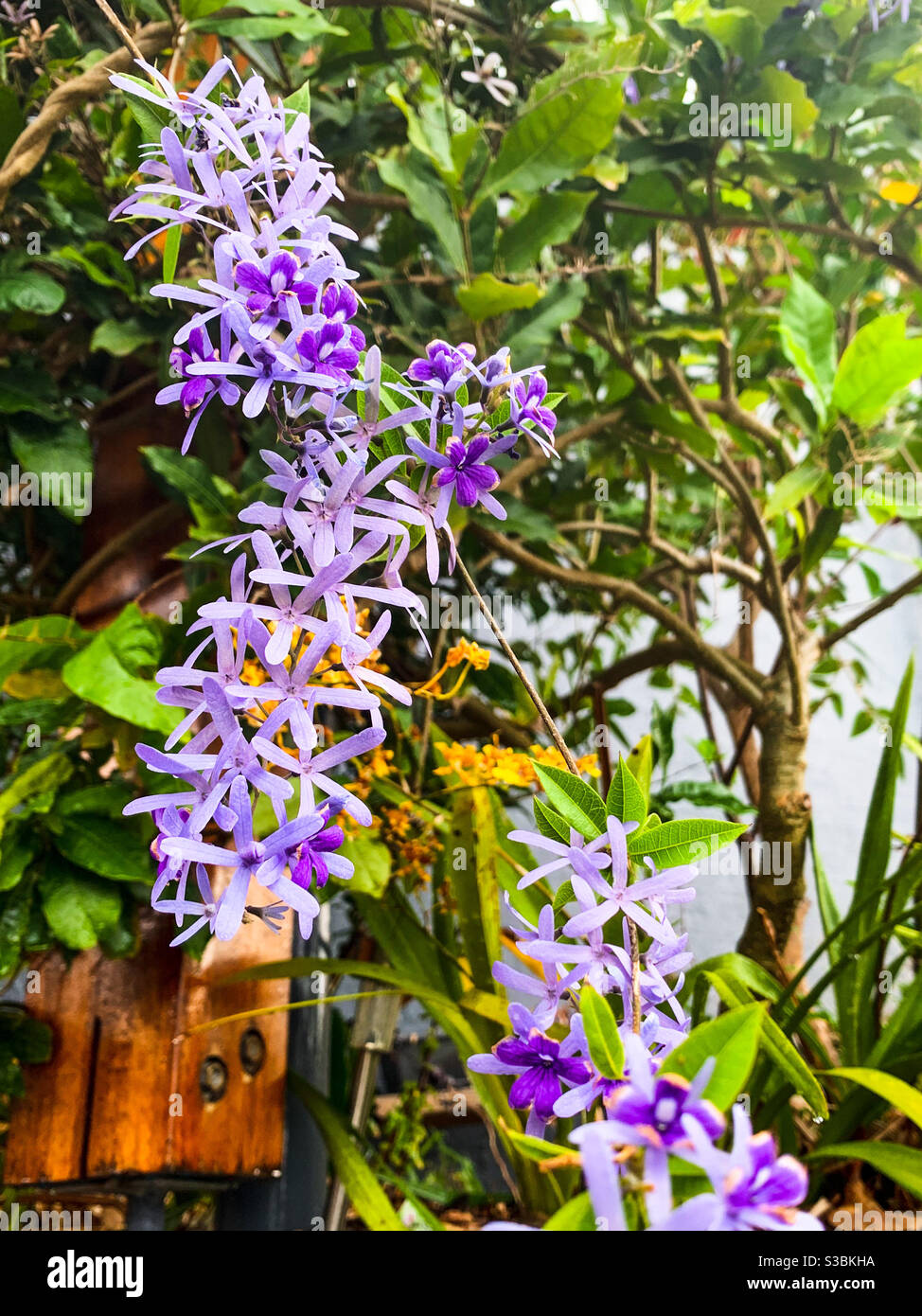 Known as the Fake wisteria, this beautiful mauve and purple flowering ...