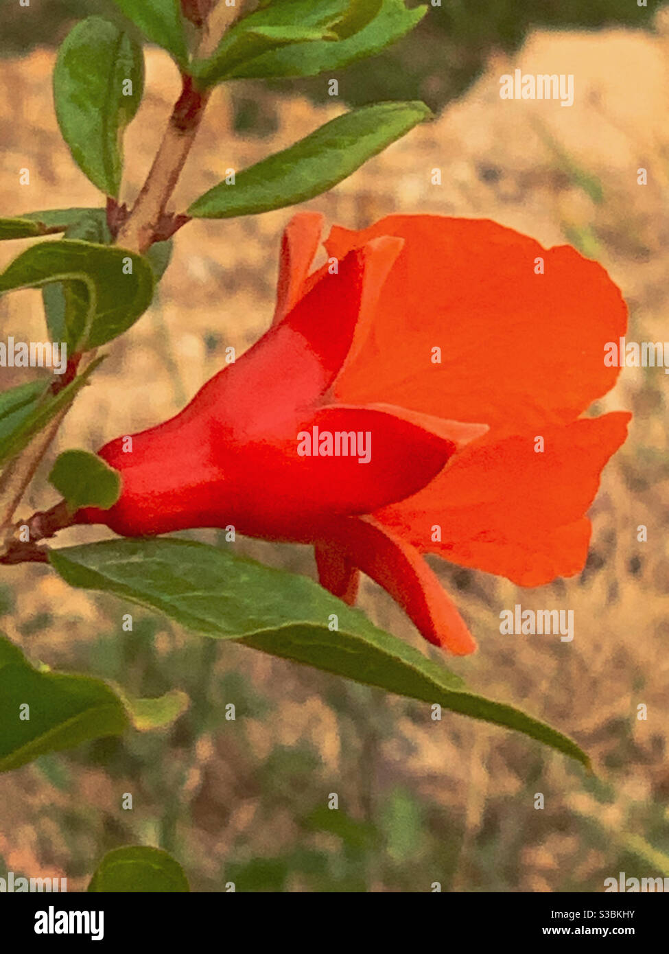 Scarlet red flower hi-res stock photography and images - Alamy