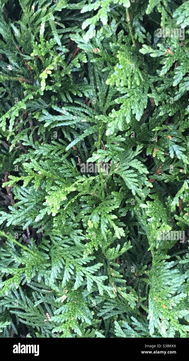 Evergreen backdrop hi-res stock photography and images - Alamy