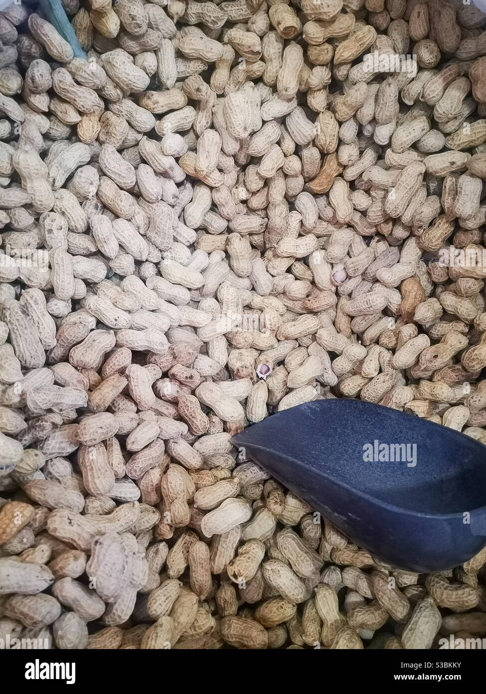 Peanuts in their shell Stock Photo - Alamy