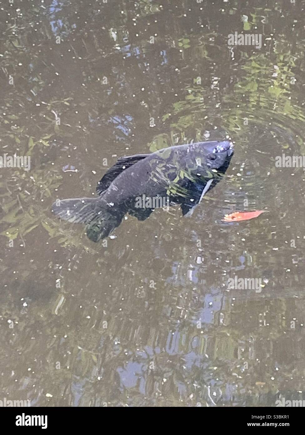 Gone sunbathing hi-res stock photography and images - Alamy