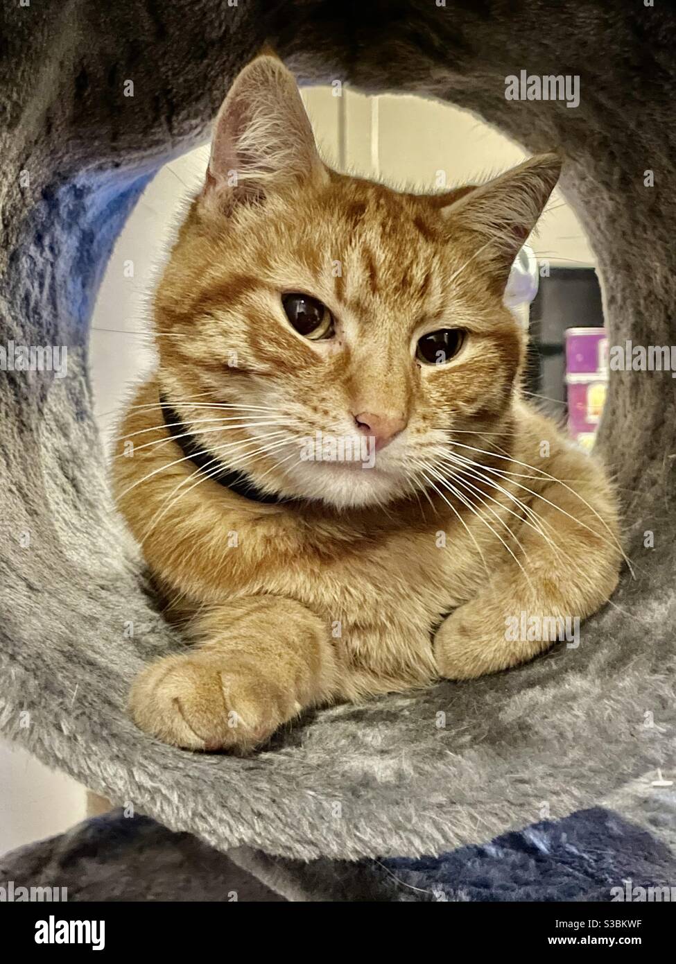 Kitty Pose High Resolution Stock Photography and Images - Alamy