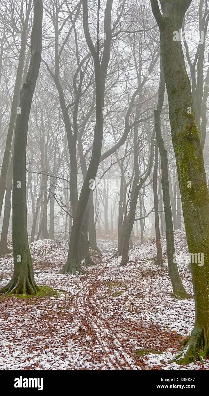 Misty woodland walks hi-res stock photography and images - Alamy