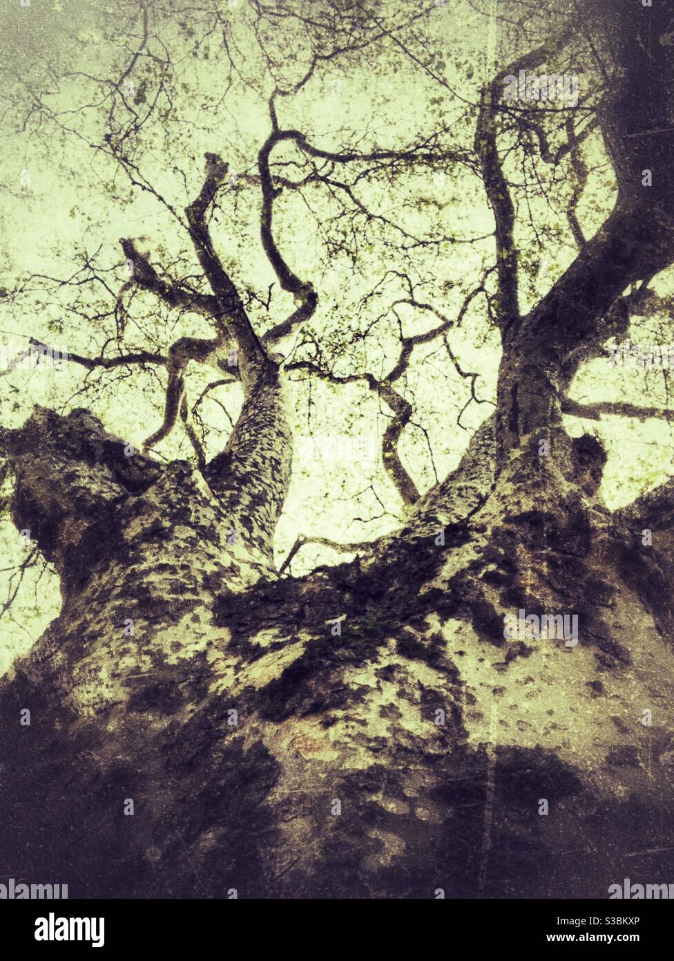 Tree branches across the sky and sunlight Stock Photo - Alamy