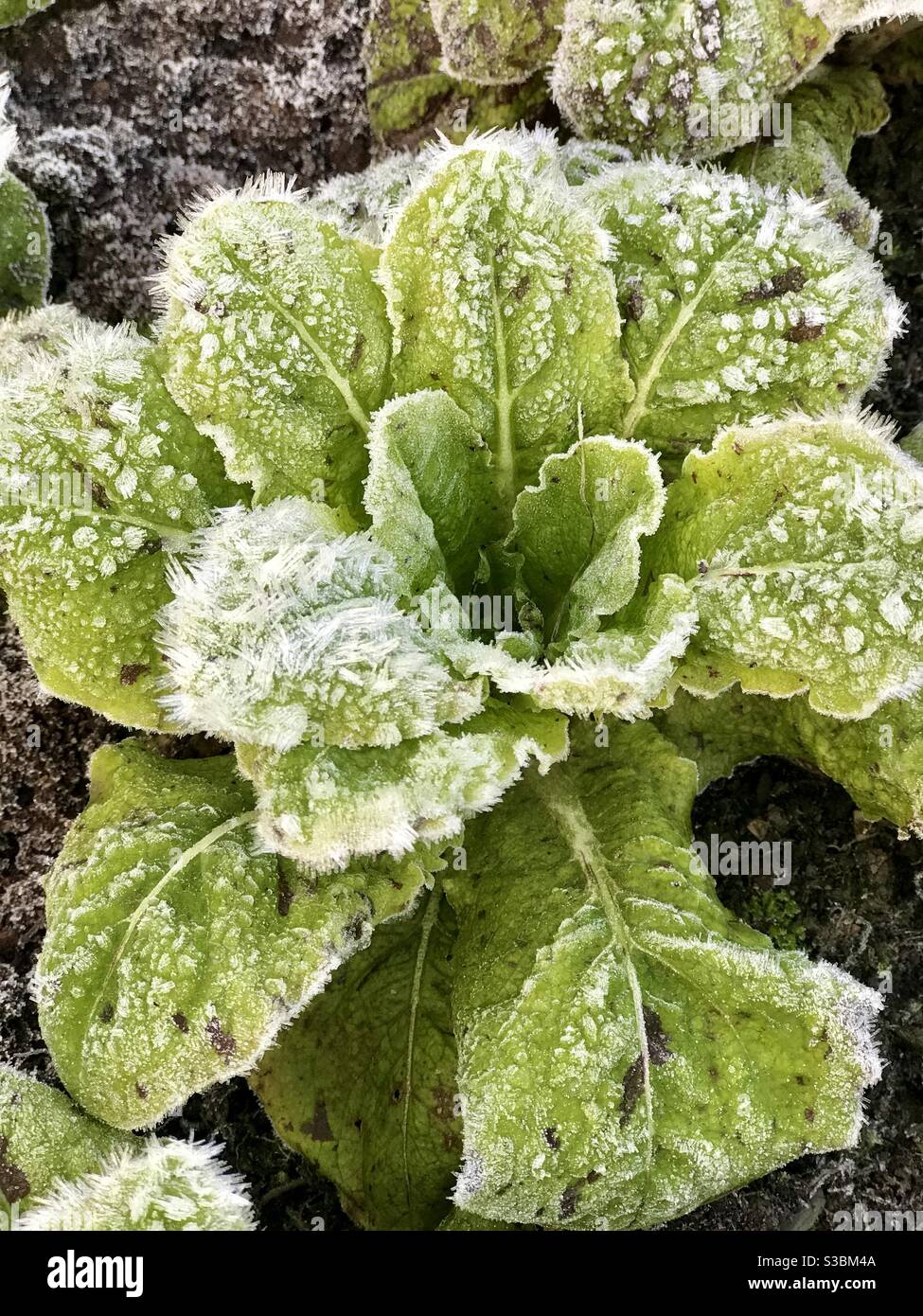 Frost on a lettuce plant in a vegetable garden Stock Photo - Alamy