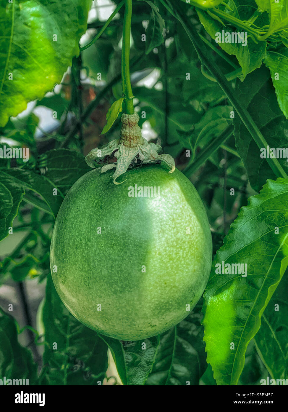 A green passion fruit on the vine amongst its plants green leaves Stock ...