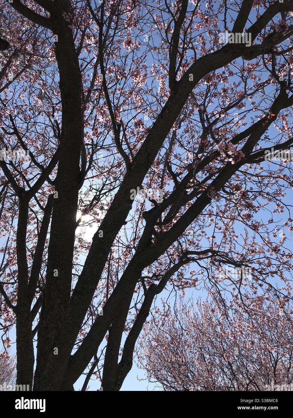 Sky through the tree hi-res stock photography and images - Alamy