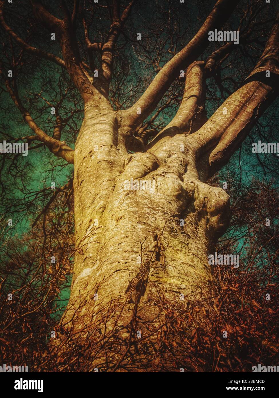 Old knobbly tree hi-res stock photography and images - Alamy