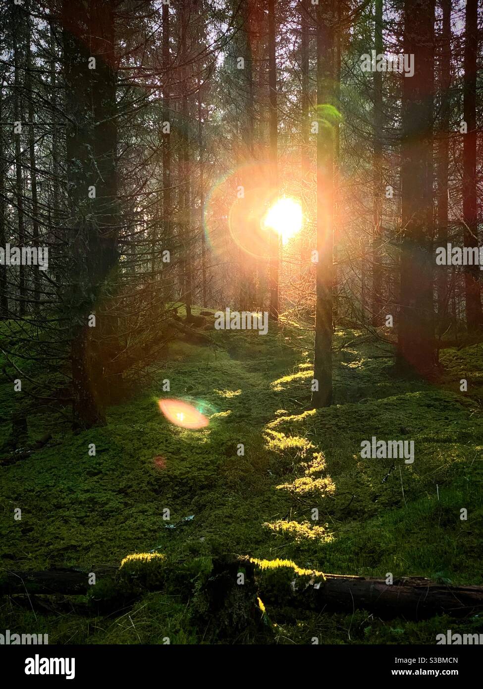 Sun flare forest hi-res stock photography and images - Alamy