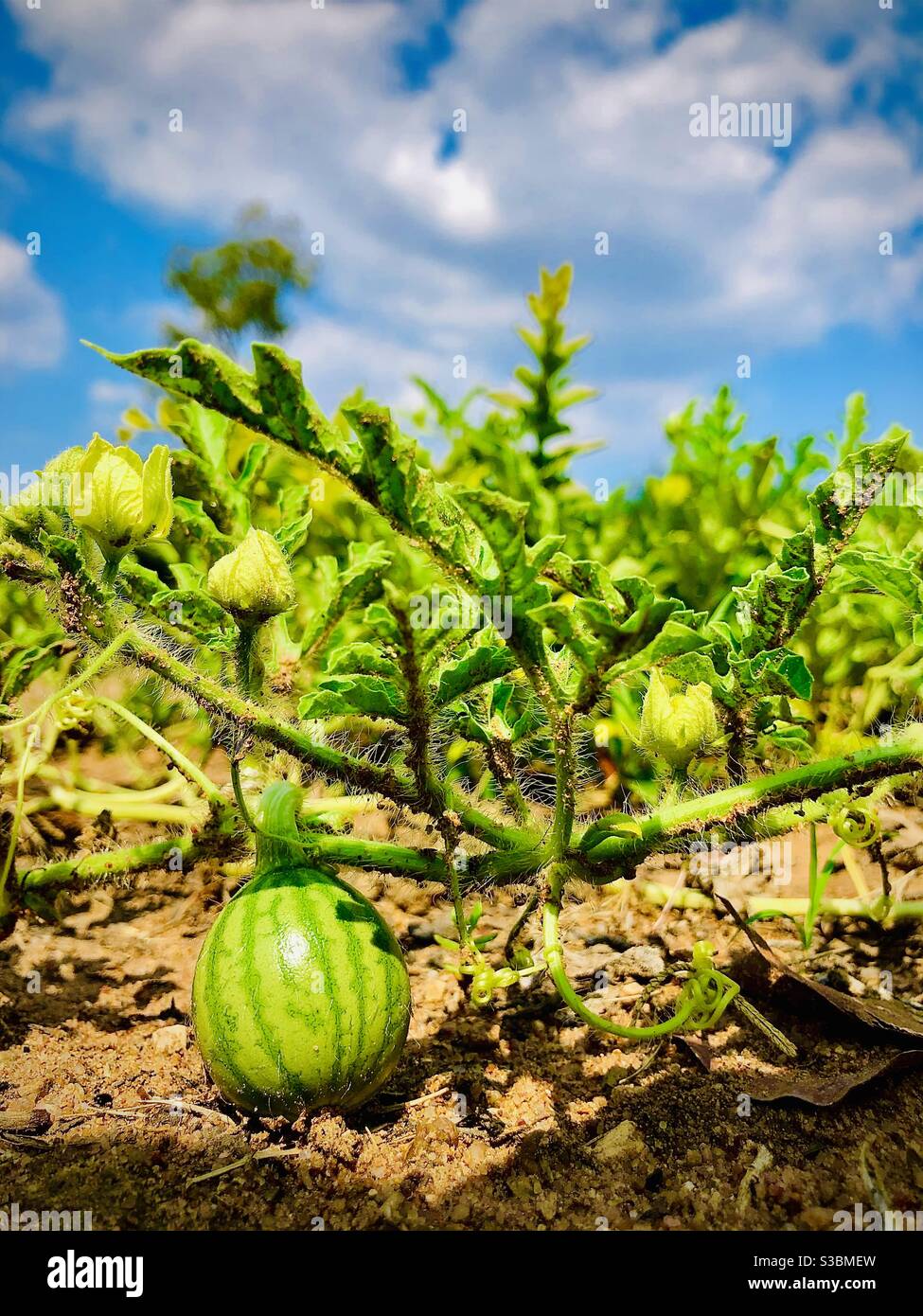 Baby watermelon hi-res stock photography and images - Alamy
