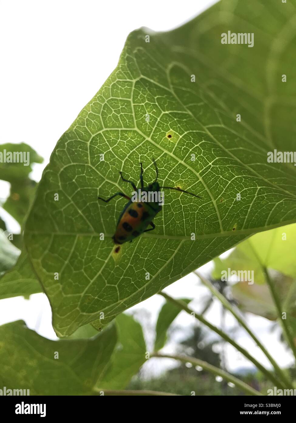 Insects on leaves hi-res stock photography and images - Alamy