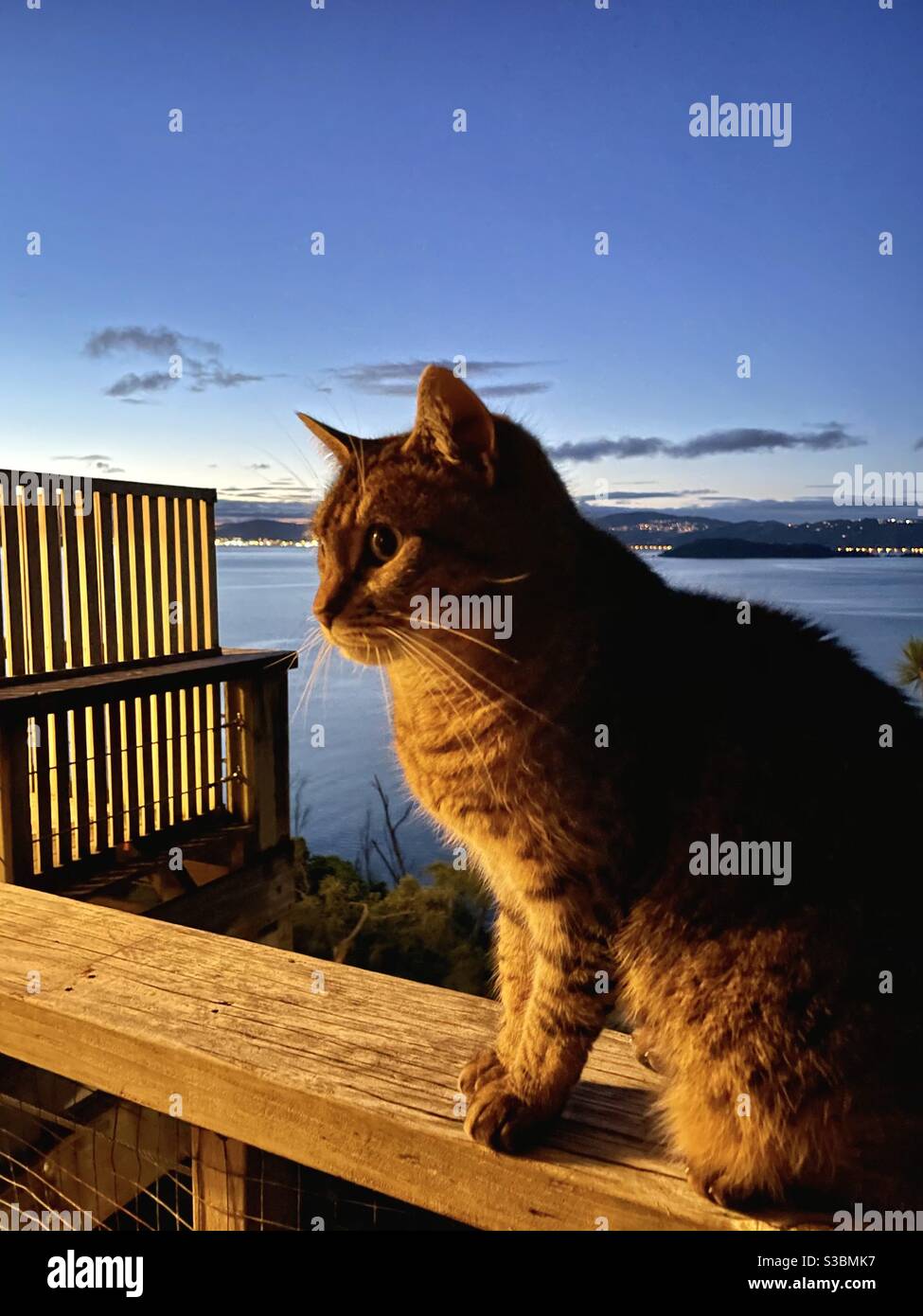 Cat on a rail hi-res stock photography and images - Alamy