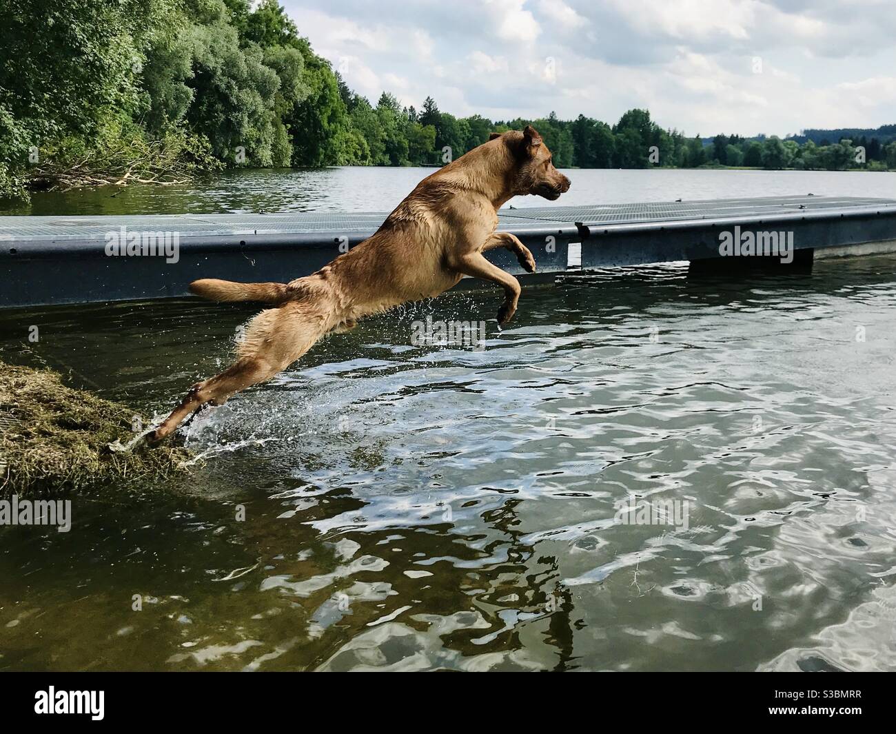 Labrador retriever lake hi-res stock photography and images - Alamy