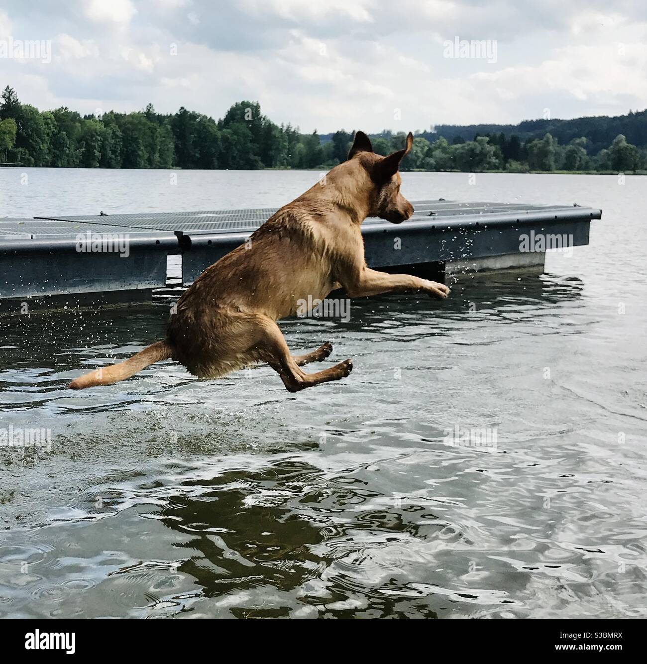 Dog landing into water hi-res stock photography and images - Alamy