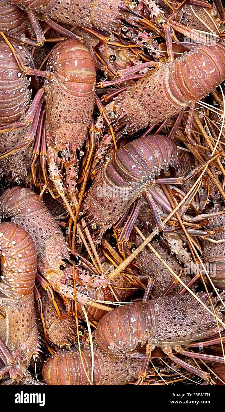 Rock lobsters hi-res stock photography and images - Alamy