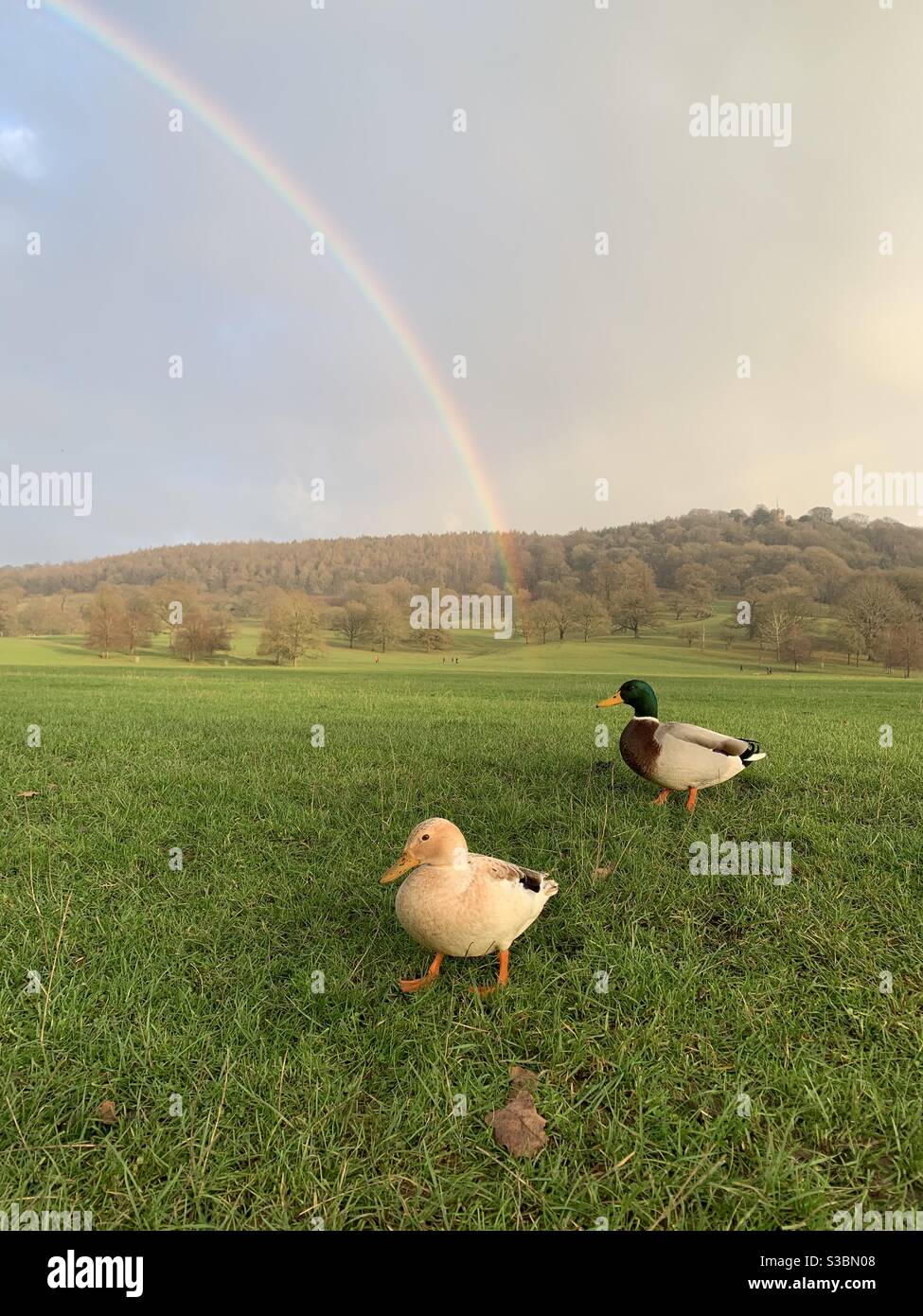 Ducks and rainbow Stock Photo - Alamy