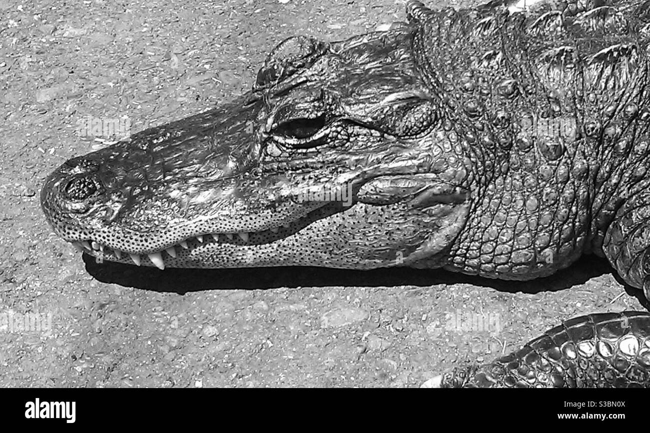 Concrete alligator hi-res stock photography and images - Alamy