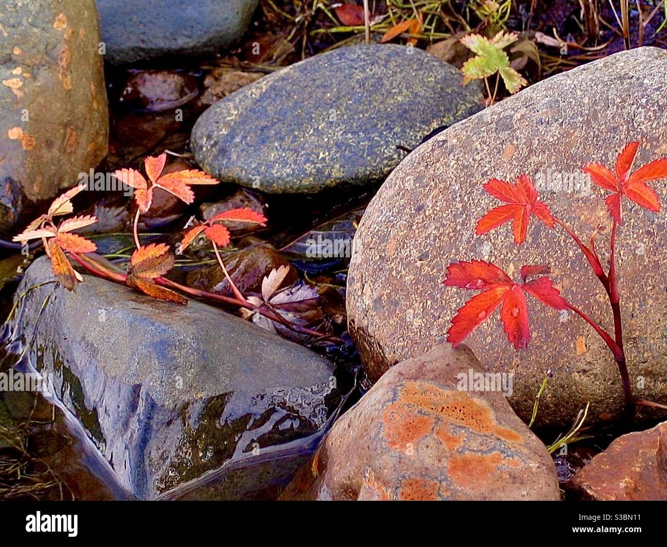 Juliet D- Lakeside plants and river rocks that line the Alaskan Tundra ...