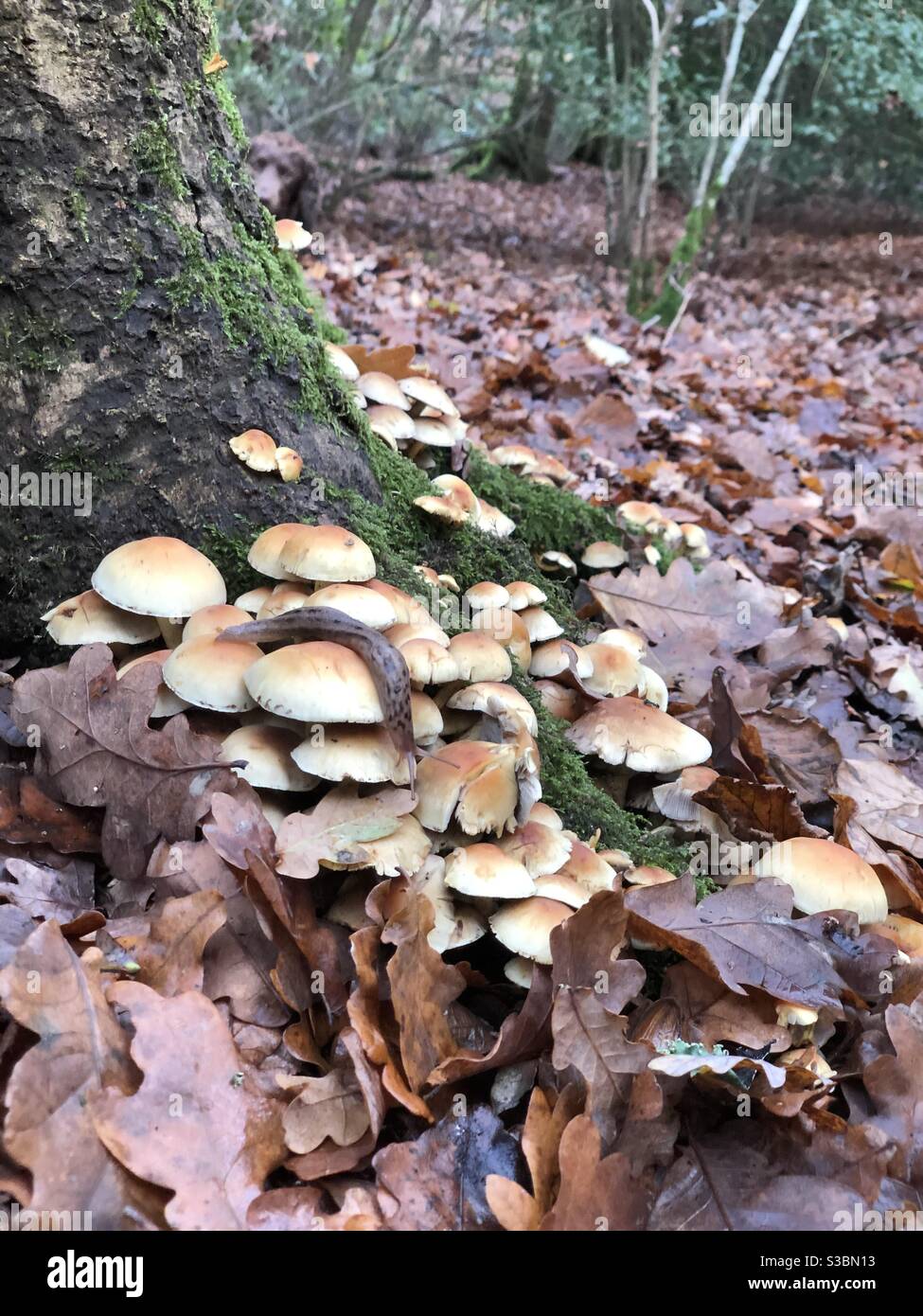 Toadstools in forest hi-res stock photography and images - Alamy