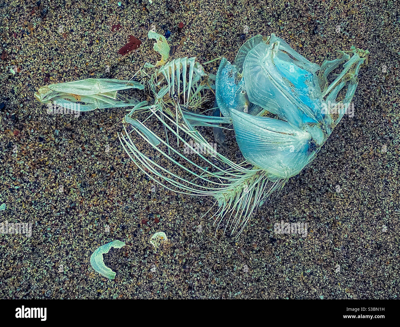 Skeletal Remains High Resolution Stock Photography and Images - Alamy