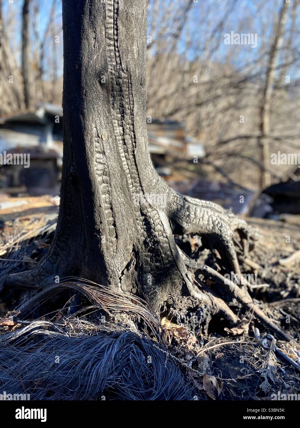 Burnt roots hi-res stock photography and images - Alamy