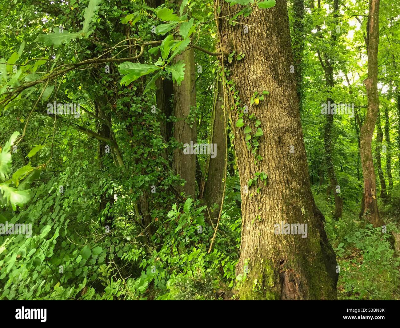 Tree body hi-res stock photography and images - Alamy