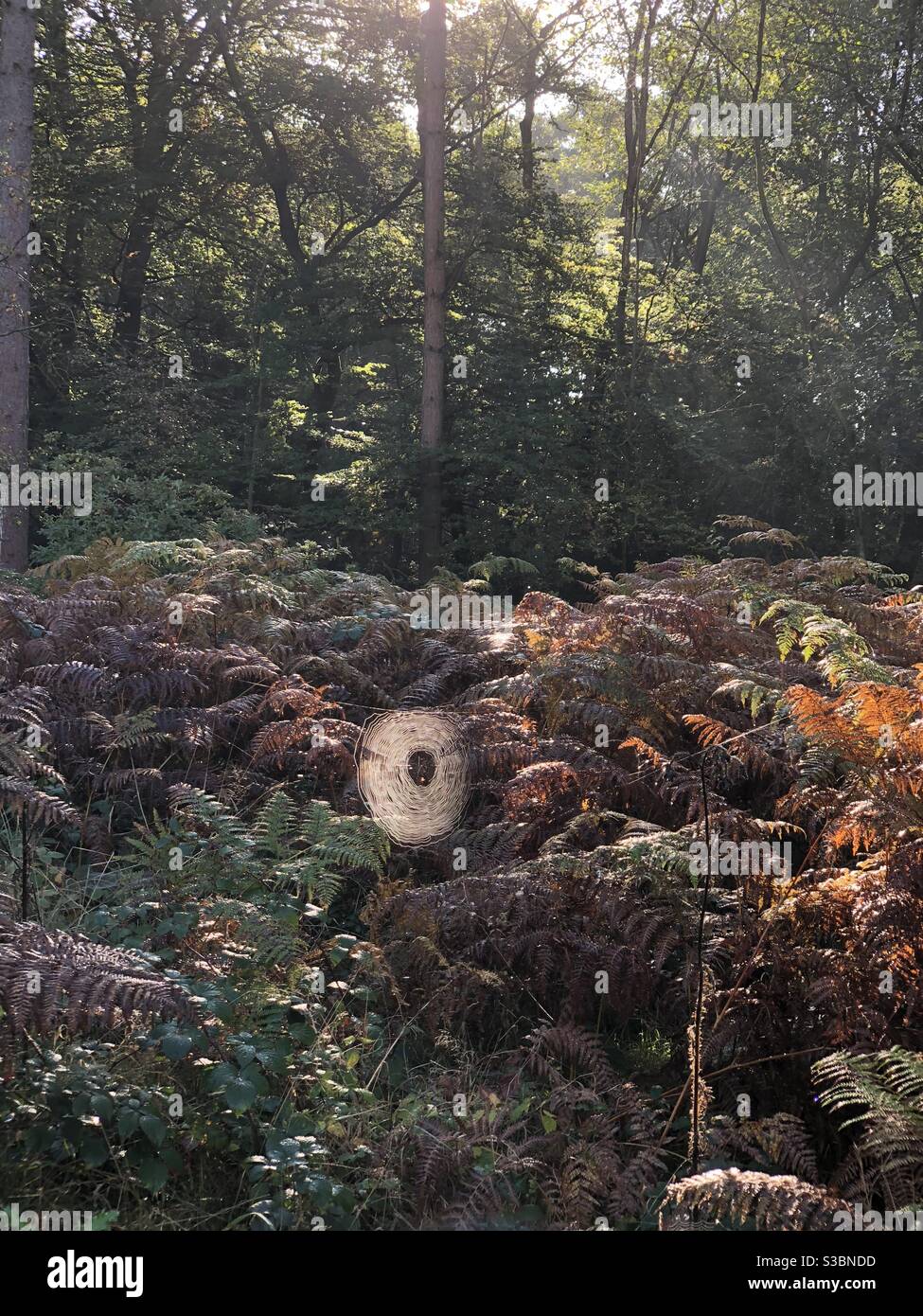 Forest cobweb hi-res stock photography and images - Alamy
