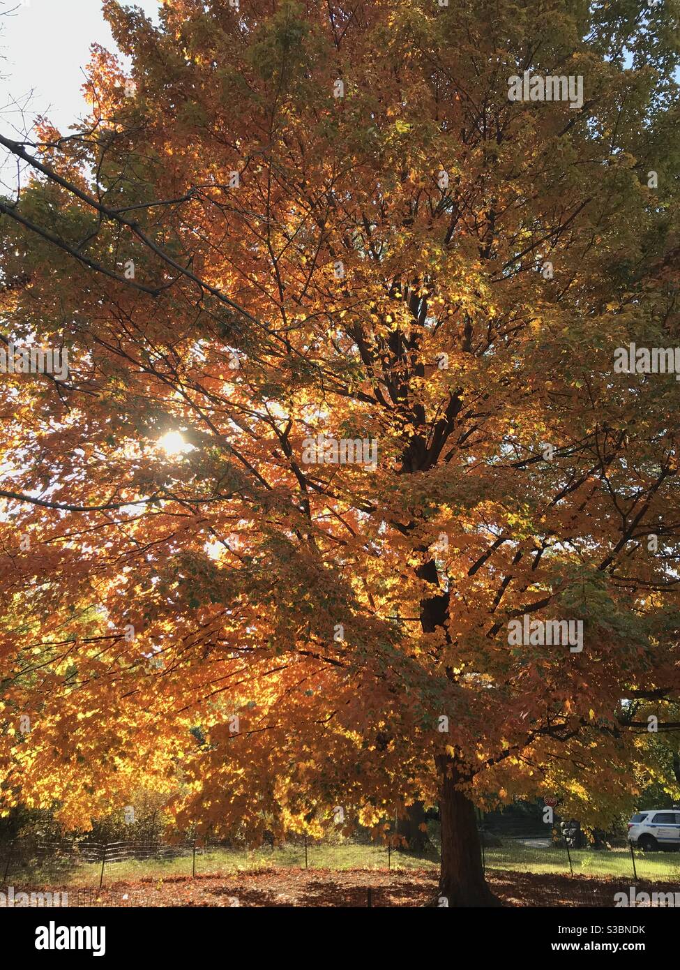 Golden tree hi-res stock photography and images - Alamy