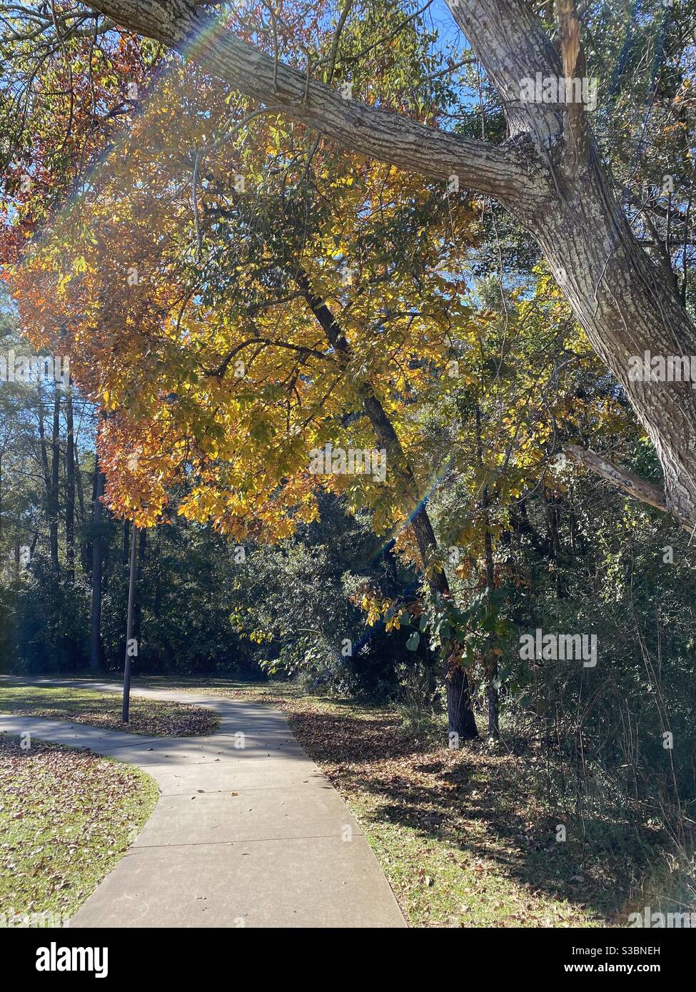 Hickory tree hi-res stock photography and images - Alamy