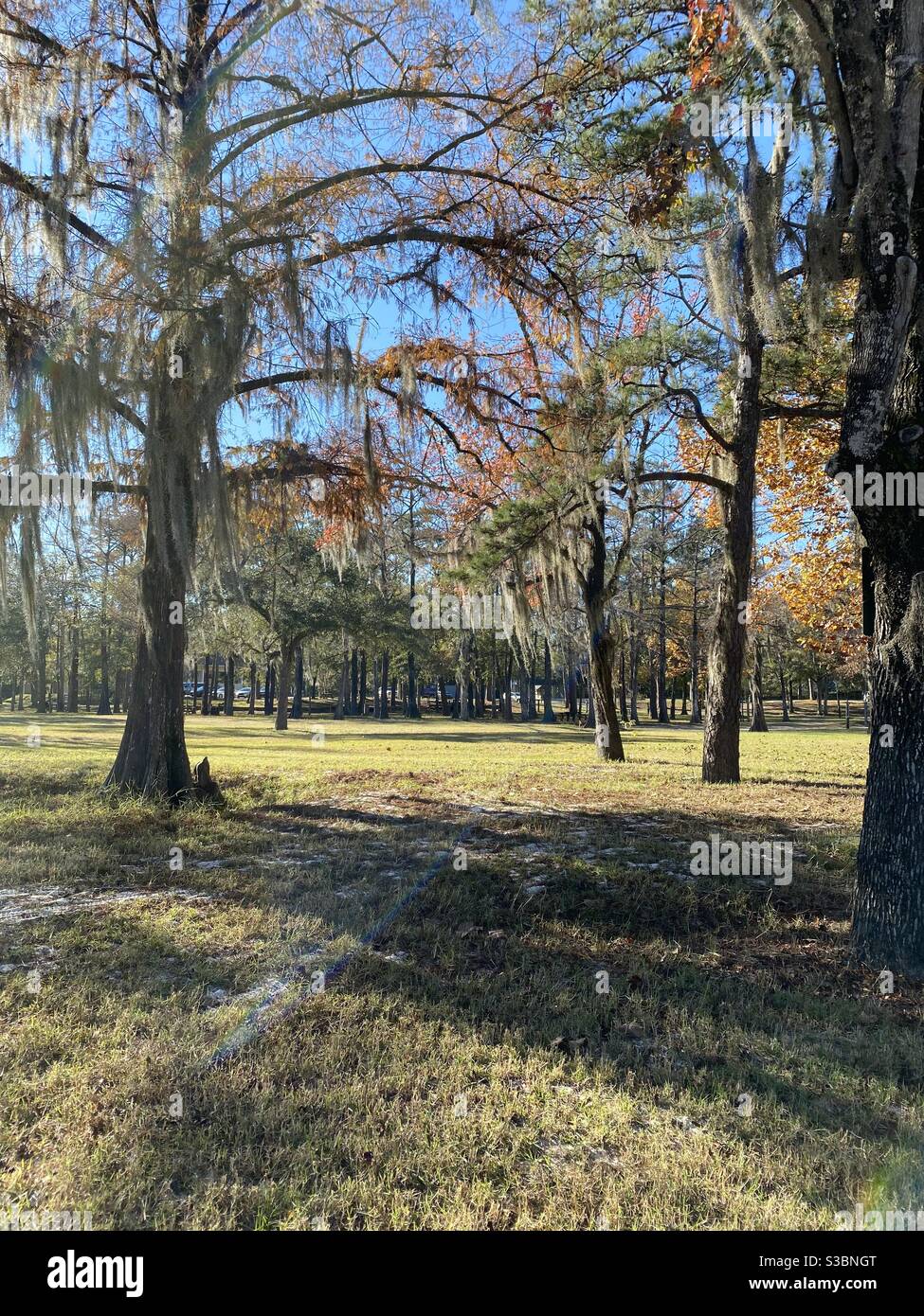 Cypress trees and spanish moss hi-res stock photography and images - Alamy