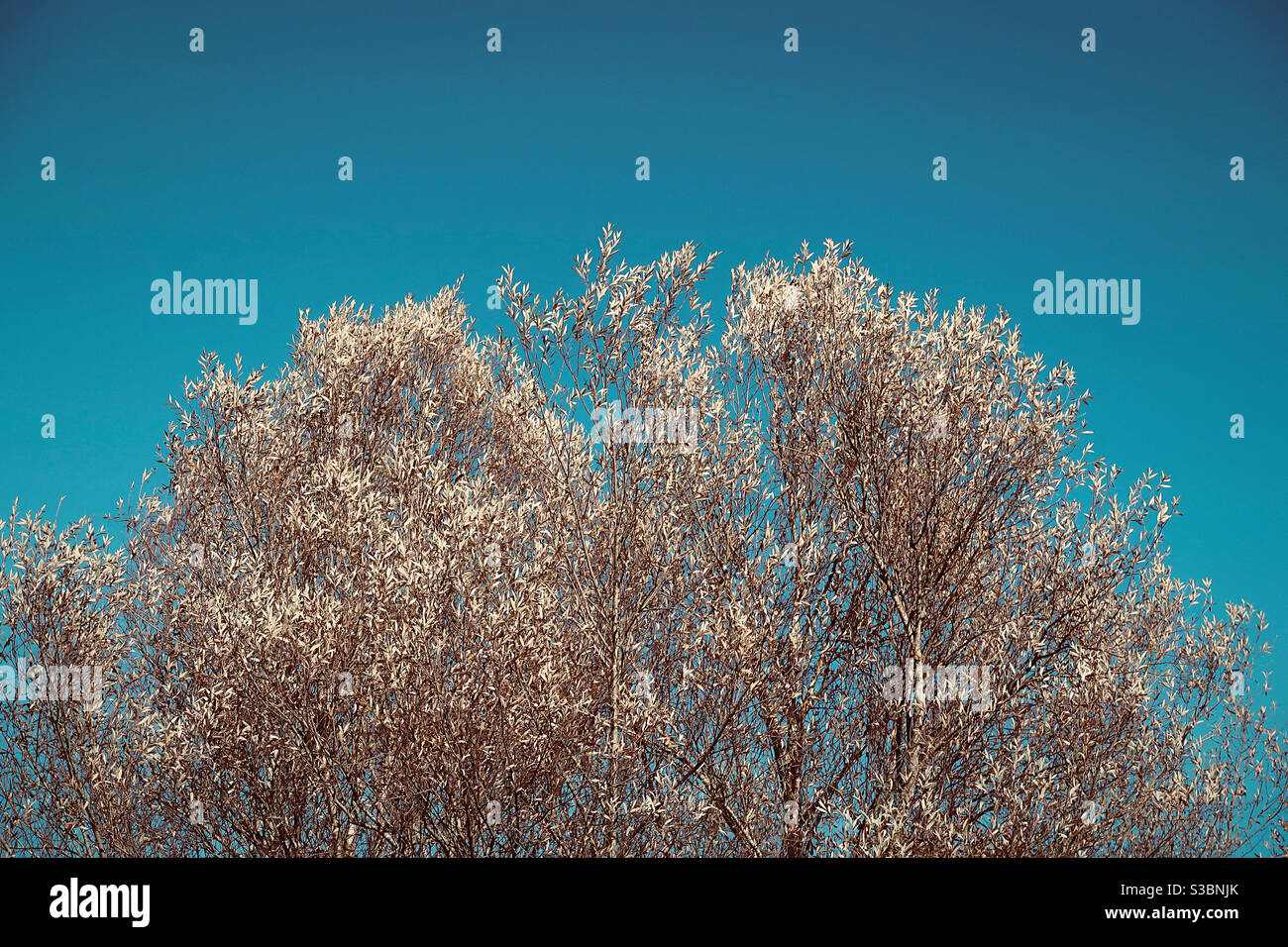 Tree canopy with dry leaves against clear sky in autumn Stock Photo - Alamy