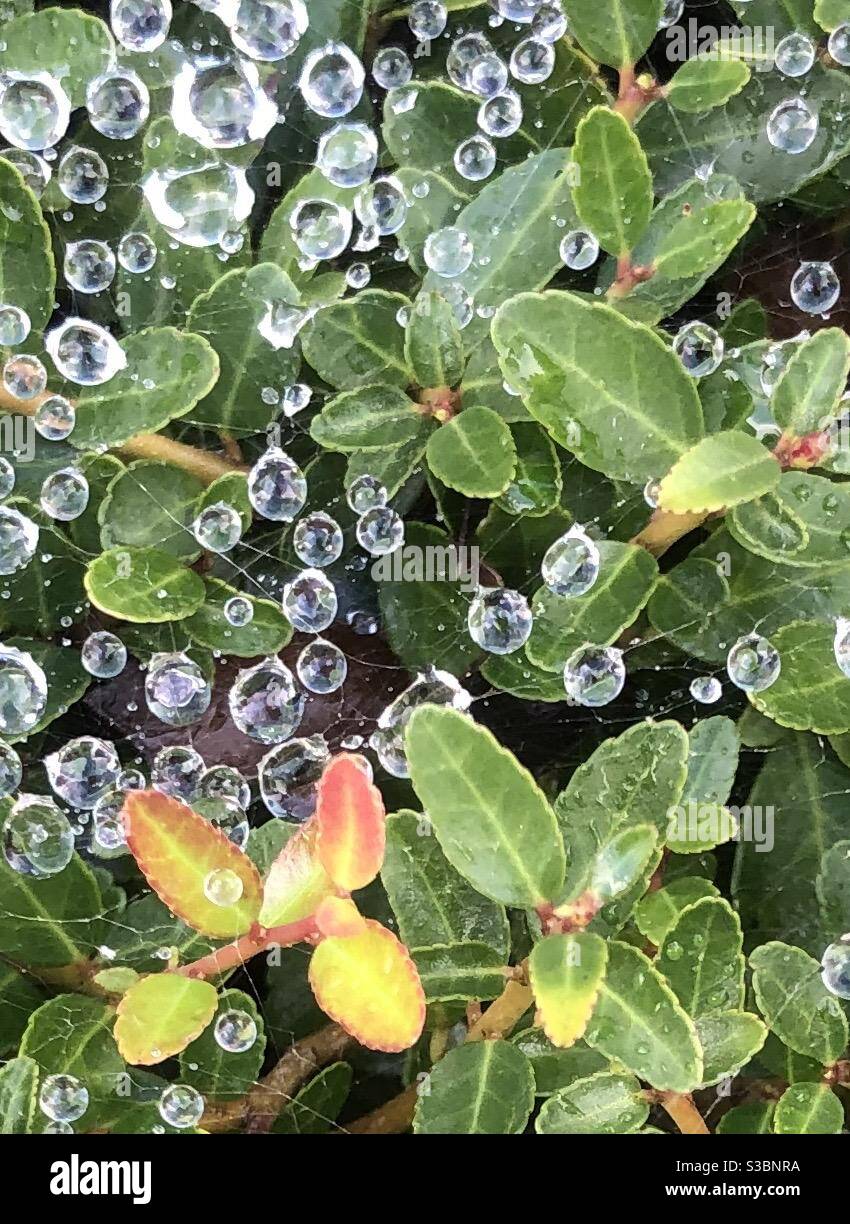 Green bush and shrubs hi-res stock photography and images - Alamy