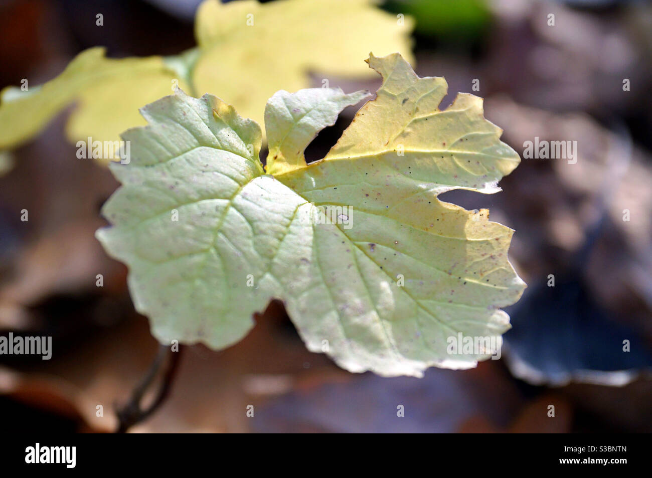 Autumn sunny leaf hi-res stock photography and images - Alamy