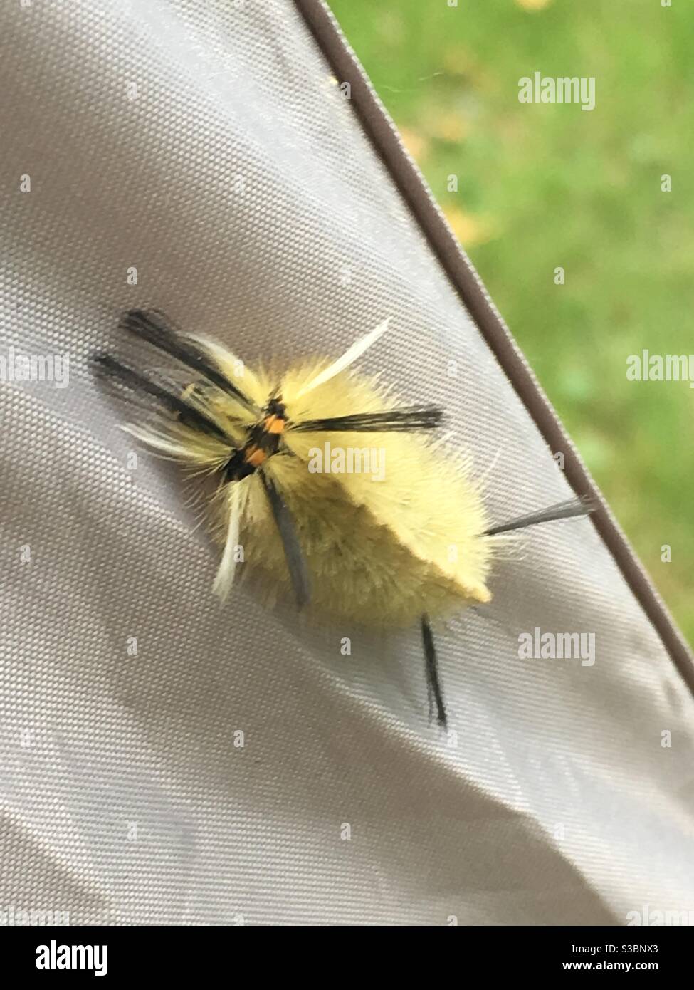 Fuzzy orange hi-res stock photography and images - Alamy