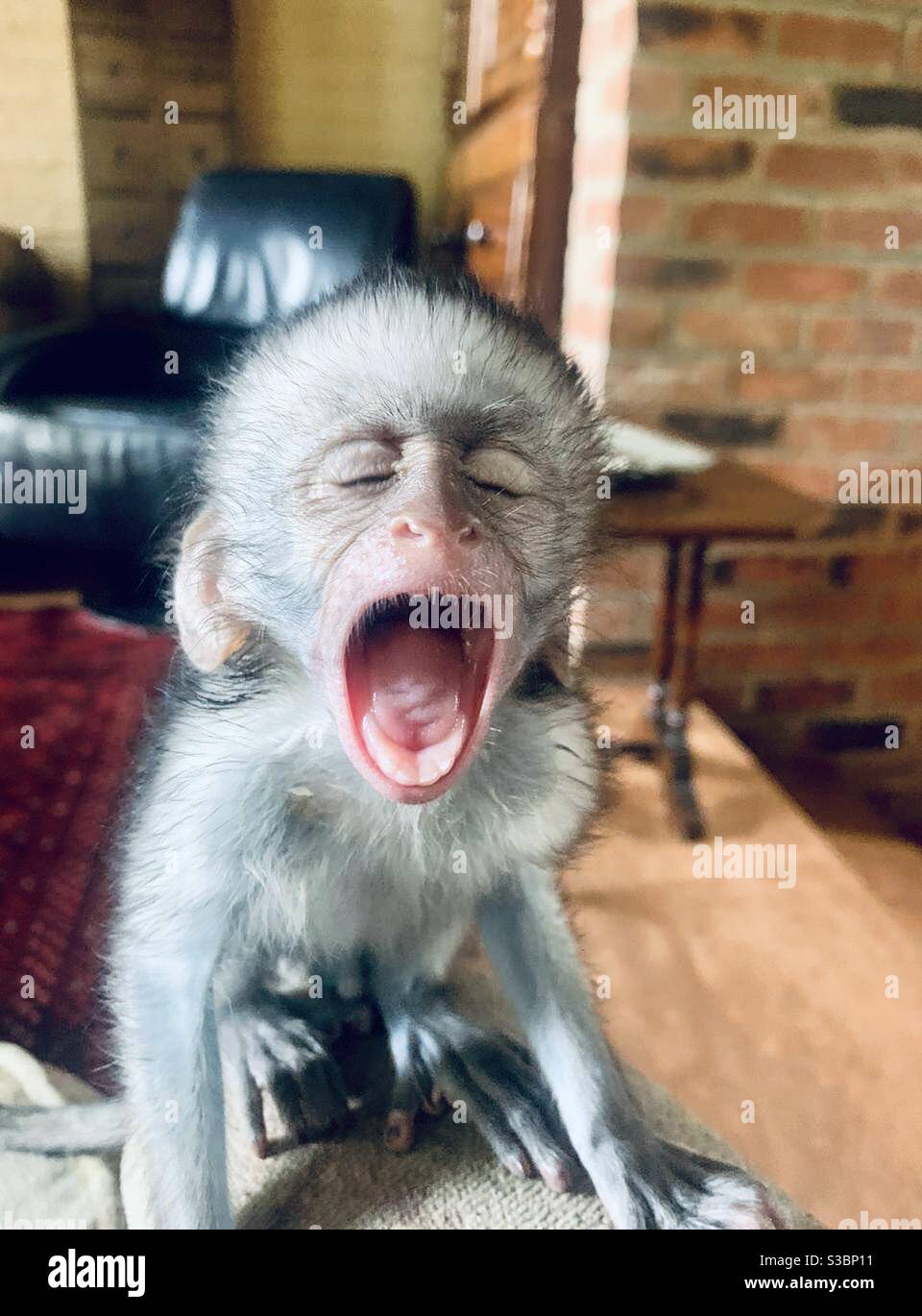 Baby monkey yawning hi-res stock photography and images - Alamy
