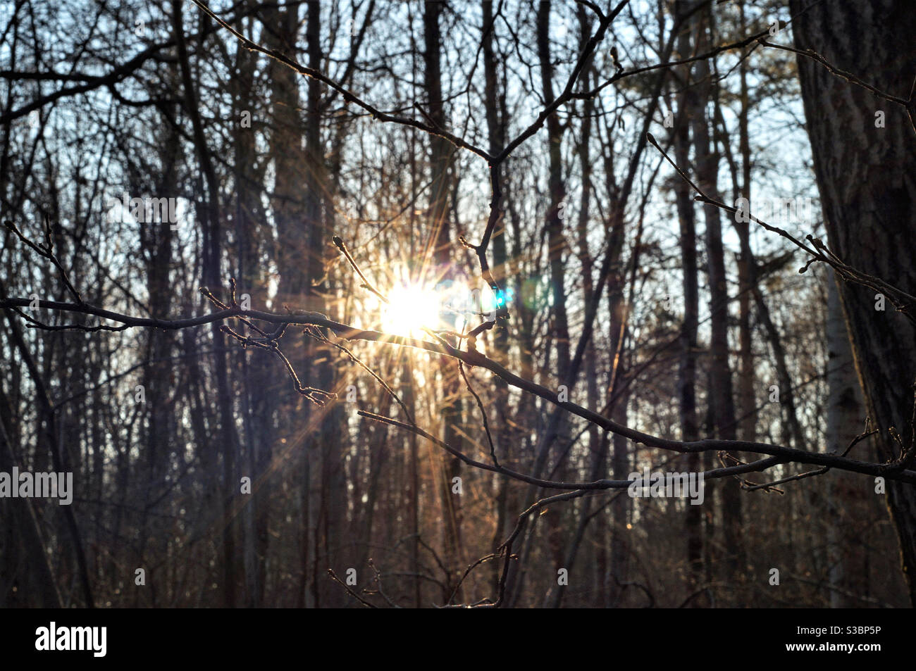 Rays sun among trees hi-res stock photography and images - Alamy