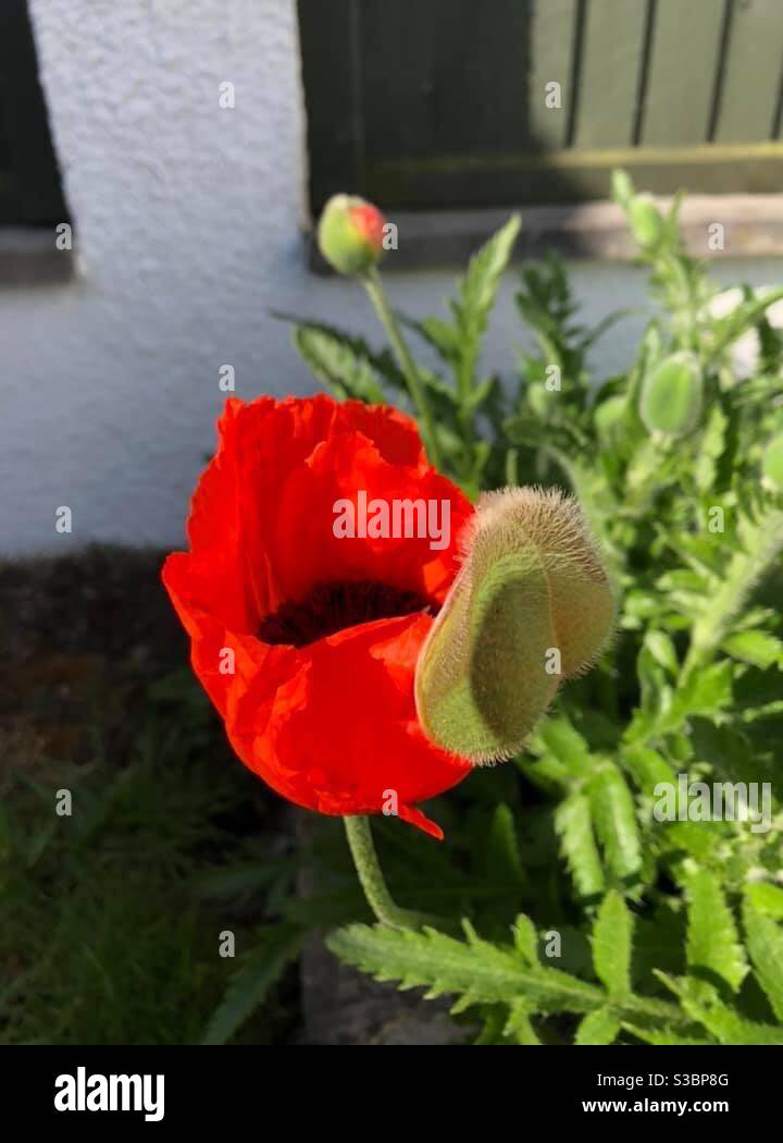 Bursting pod hi-res stock photography and images - Alamy