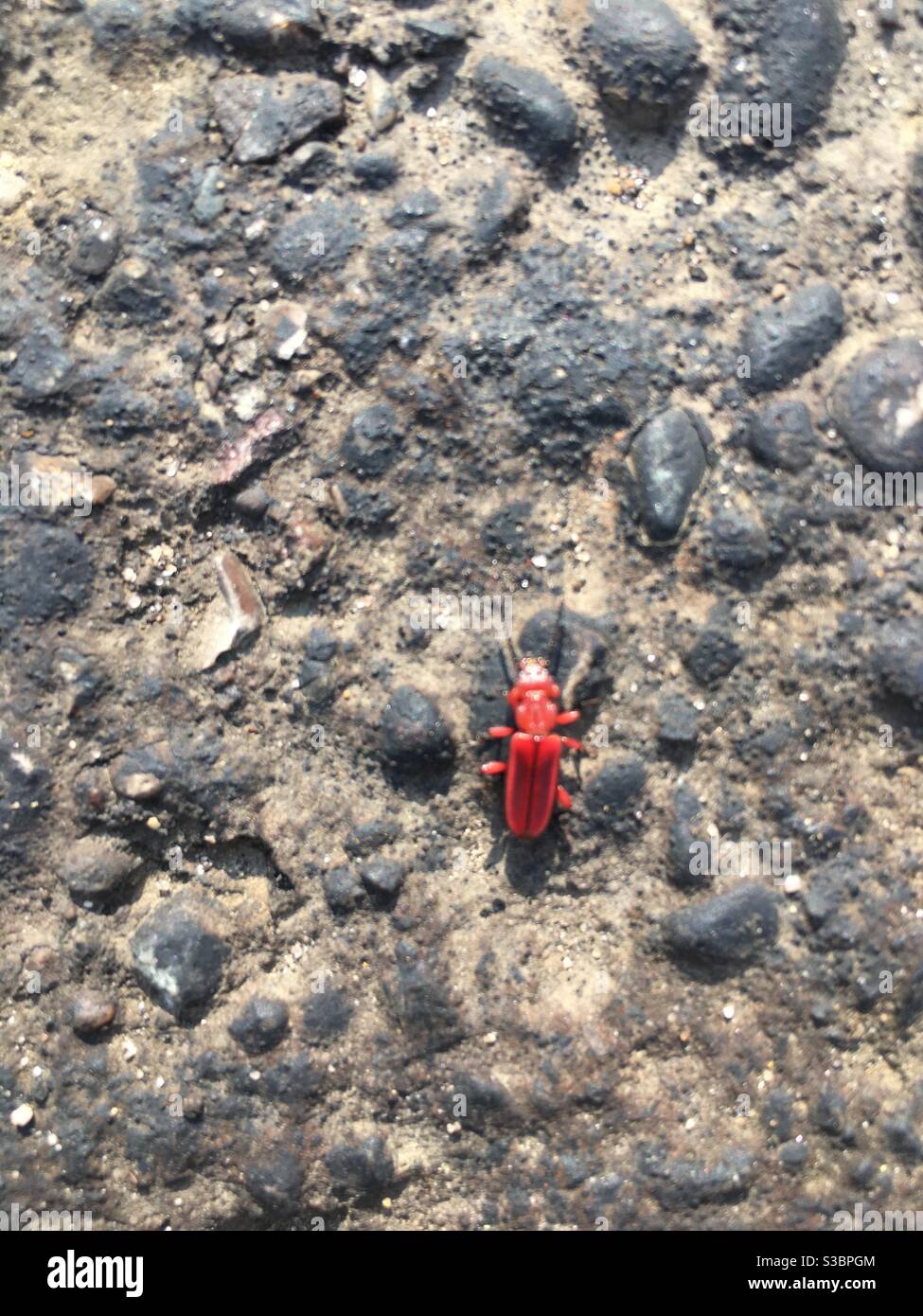 Red beetle hi-res stock photography and images - Alamy