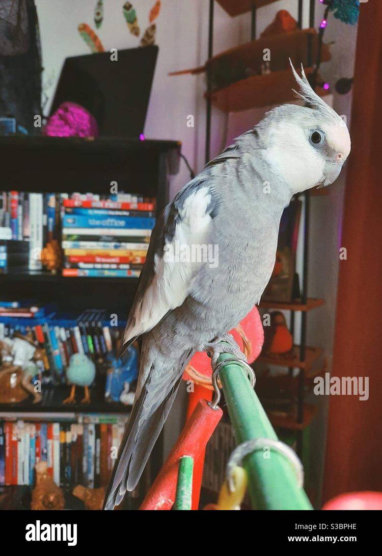 Happy cockatiel hi-res stock photography and images - Alamy