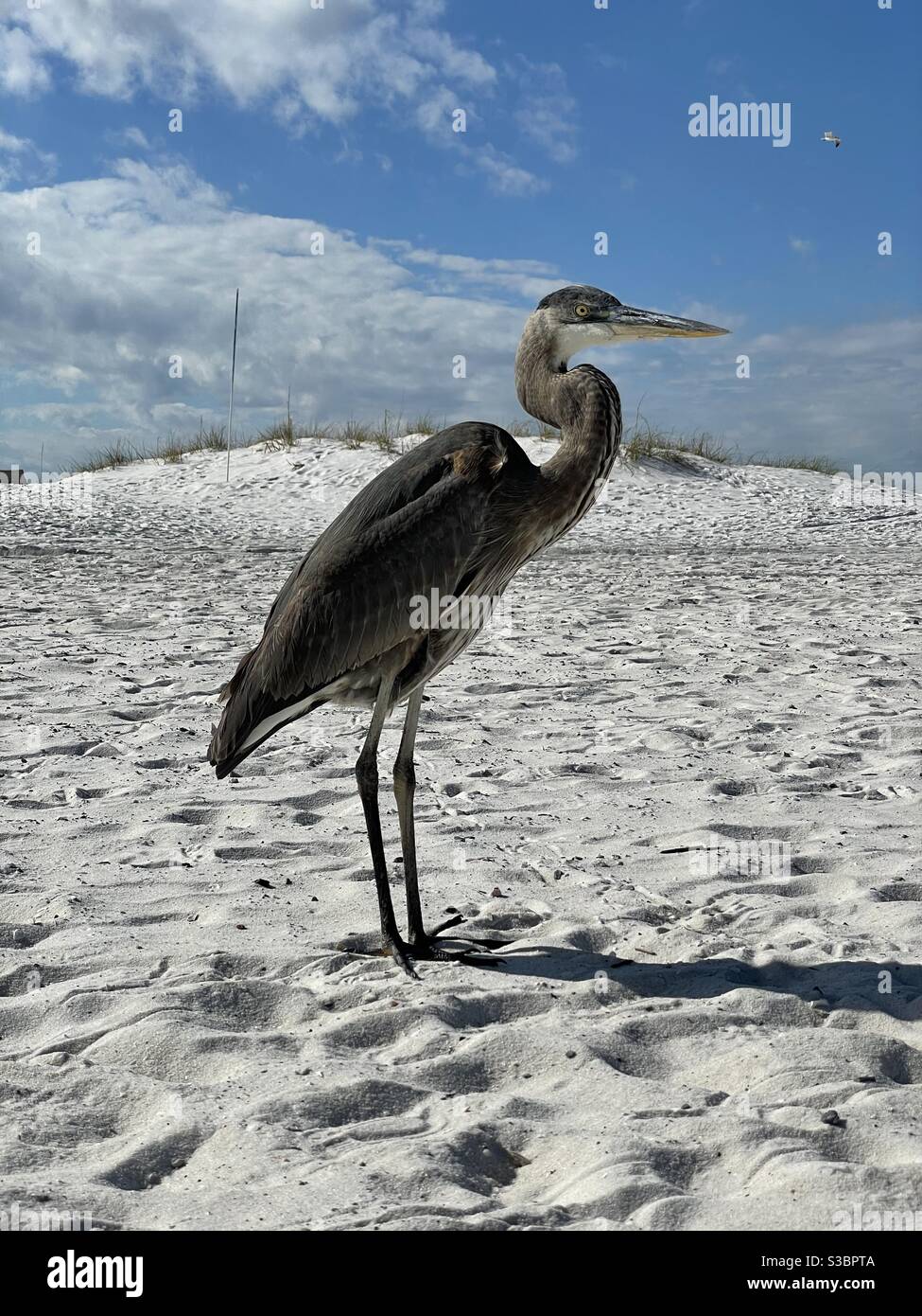 Great blue heron standing on white sand beach Stock Photo - Alamy