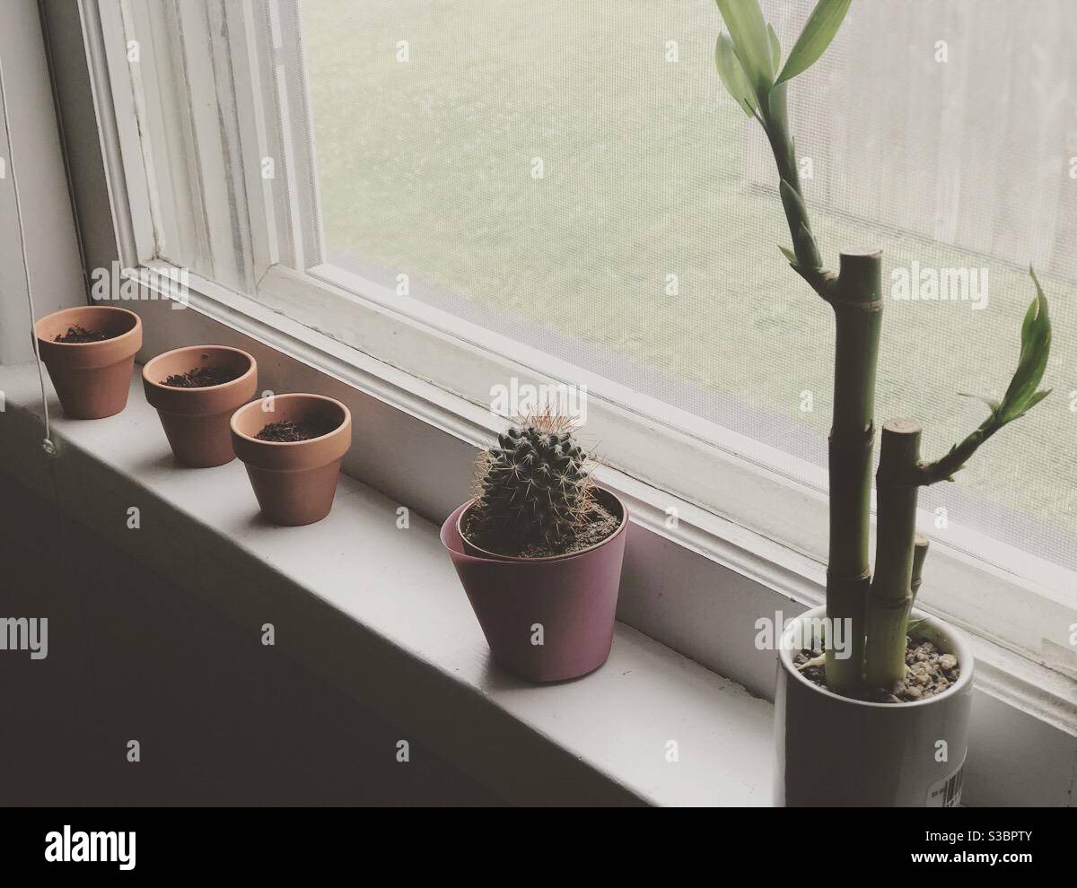 Plants by a window hi-res stock photography and images - Alamy
