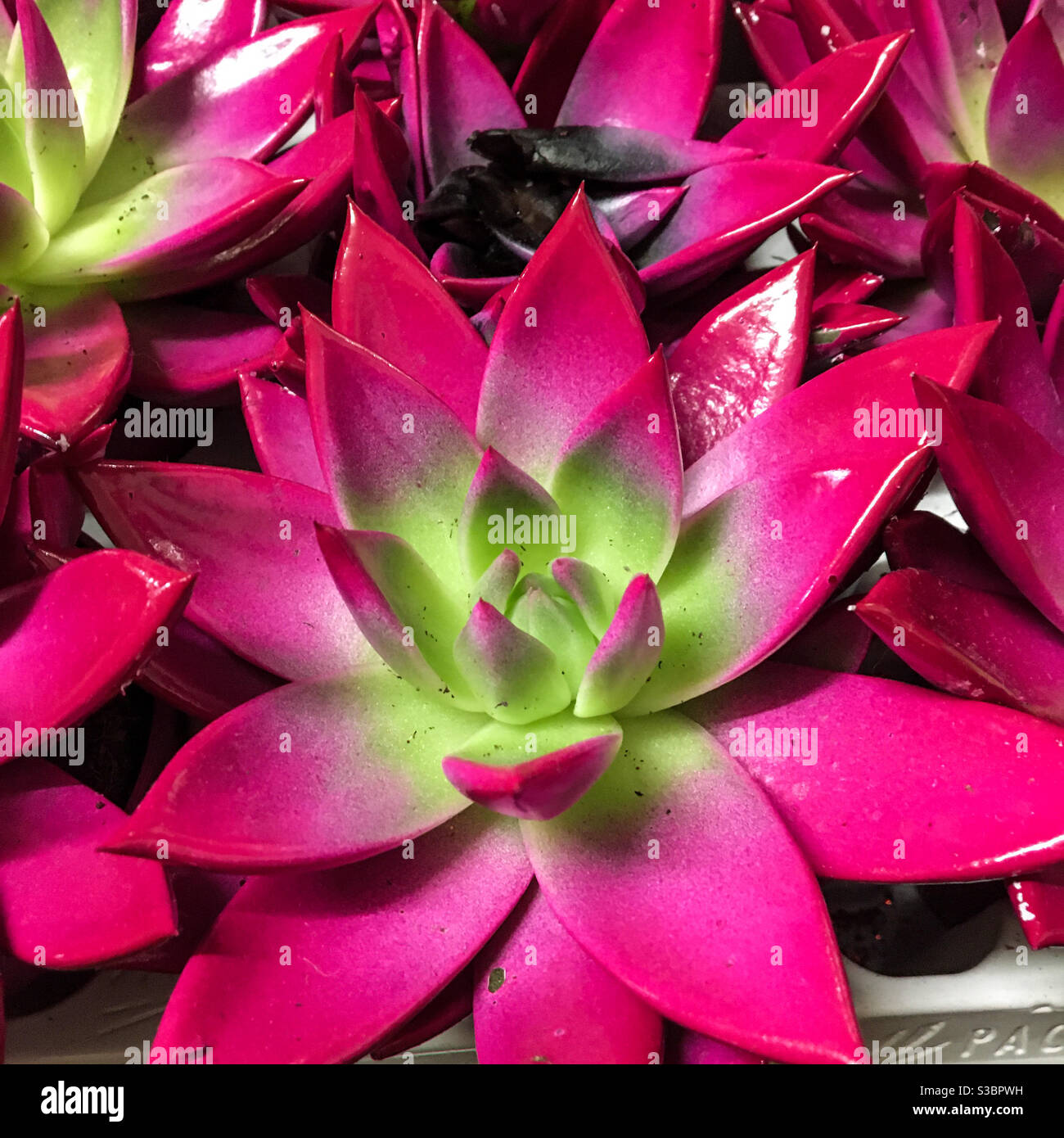 Blumen pink hi-res stock photography and images - Alamy