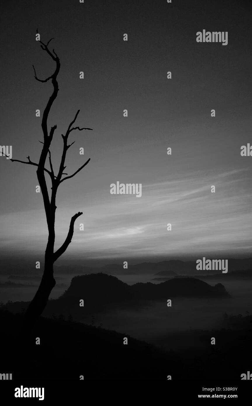 Withered tree hi-res stock photography and images - Alamy