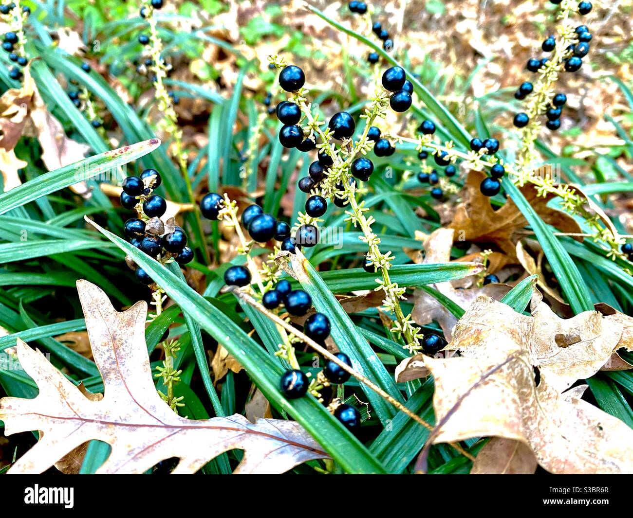 Grass berries hi-res stock photography and images - Alamy