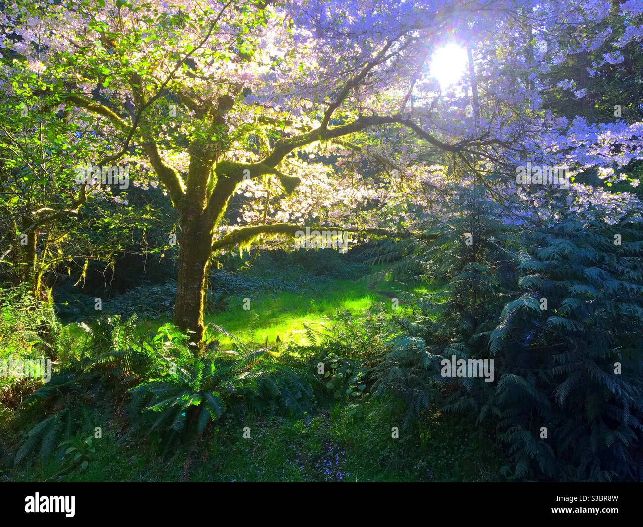 The fairy tree hi-res stock photography and images - Alamy